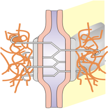 Desmosomas :: Plasmalema