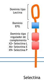 Selectinas :: Plasmalema